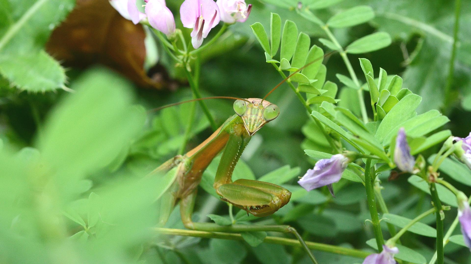 List of Creation Photos (1920×1080)